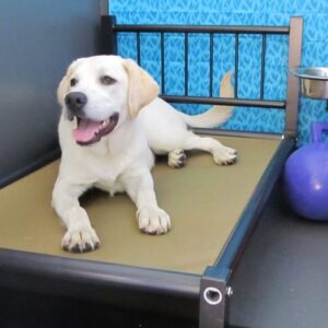 Dog Boarding Services at Ruff House Pet Resort